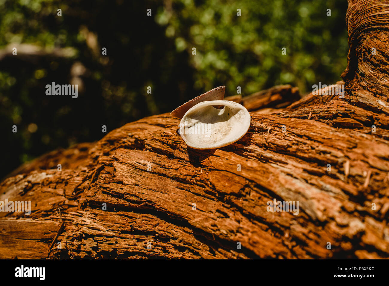 Textures of old and aged wood and tree trunks with shell Stock Photo ...