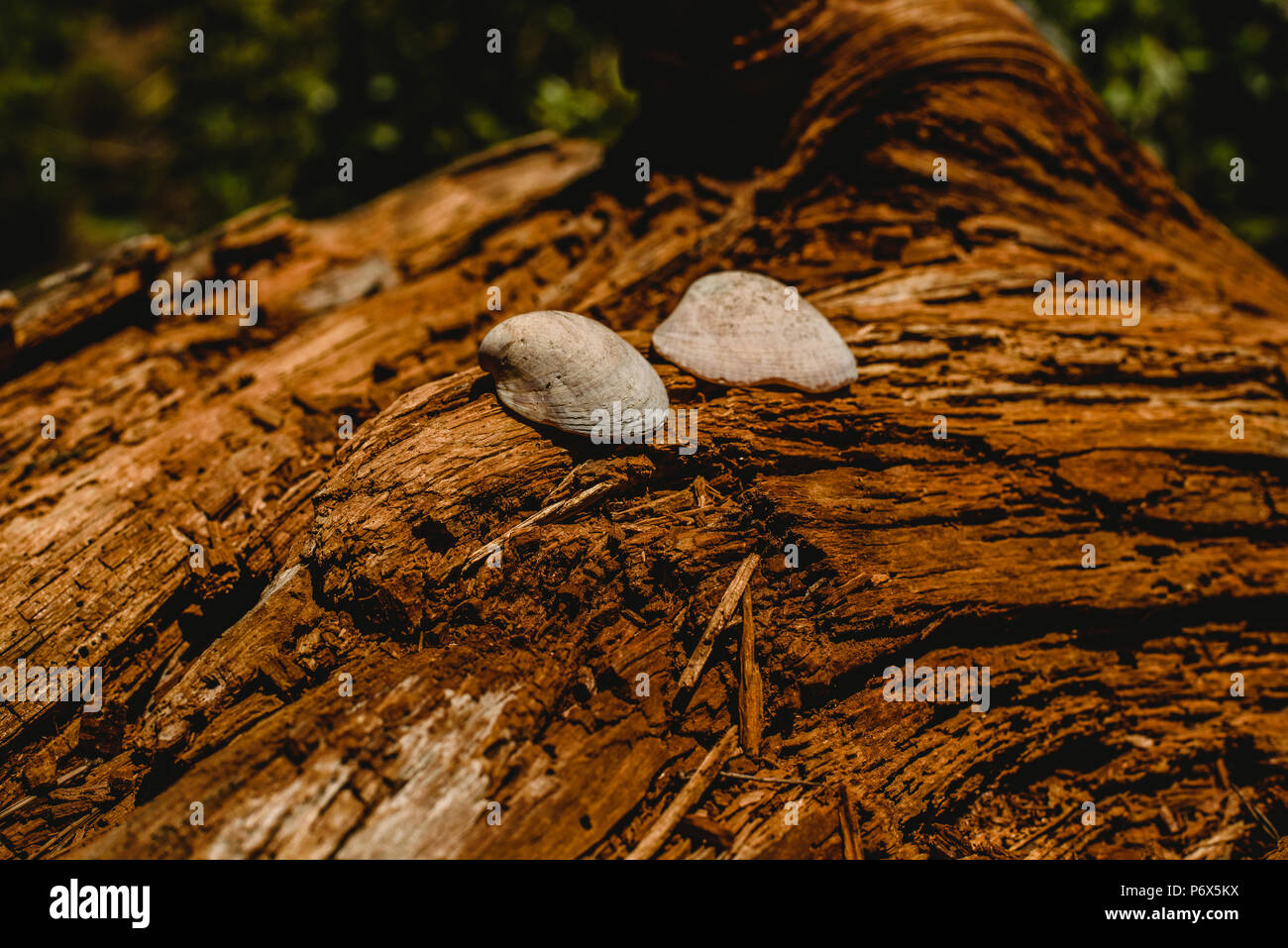Textures of old and aged wood and tree trunks with shell Stock Photo ...