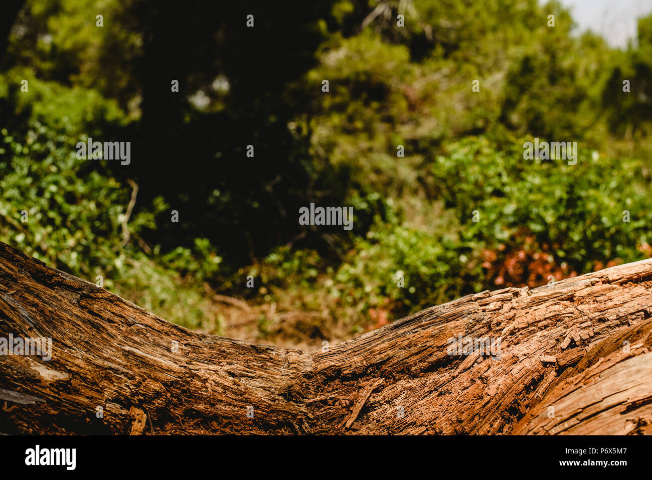 Textures of old and aged wood and tree trunks Stock Photo - Alamy