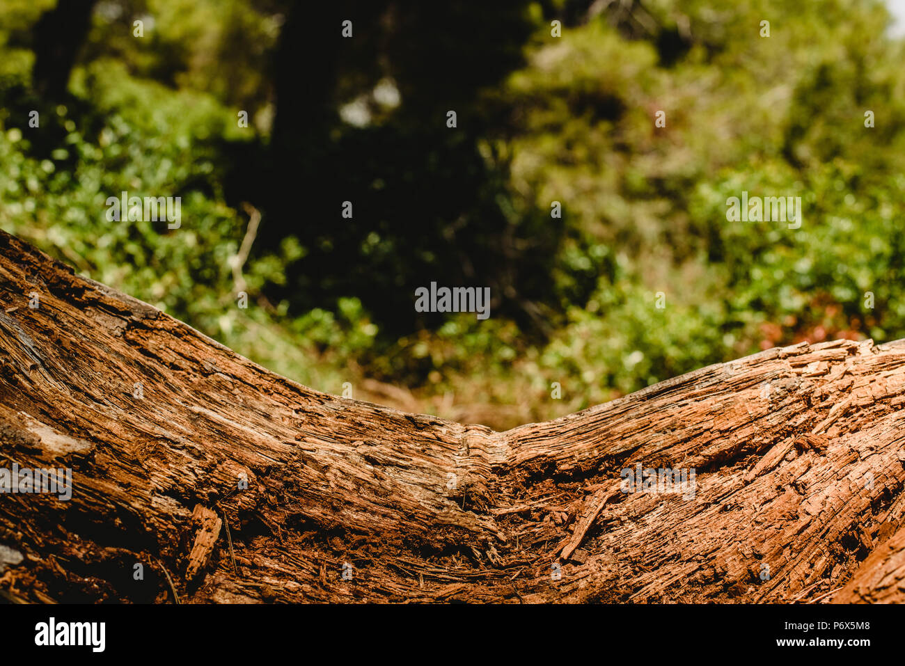 Textures of old and aged wood and tree trunks Stock Photo - Alamy