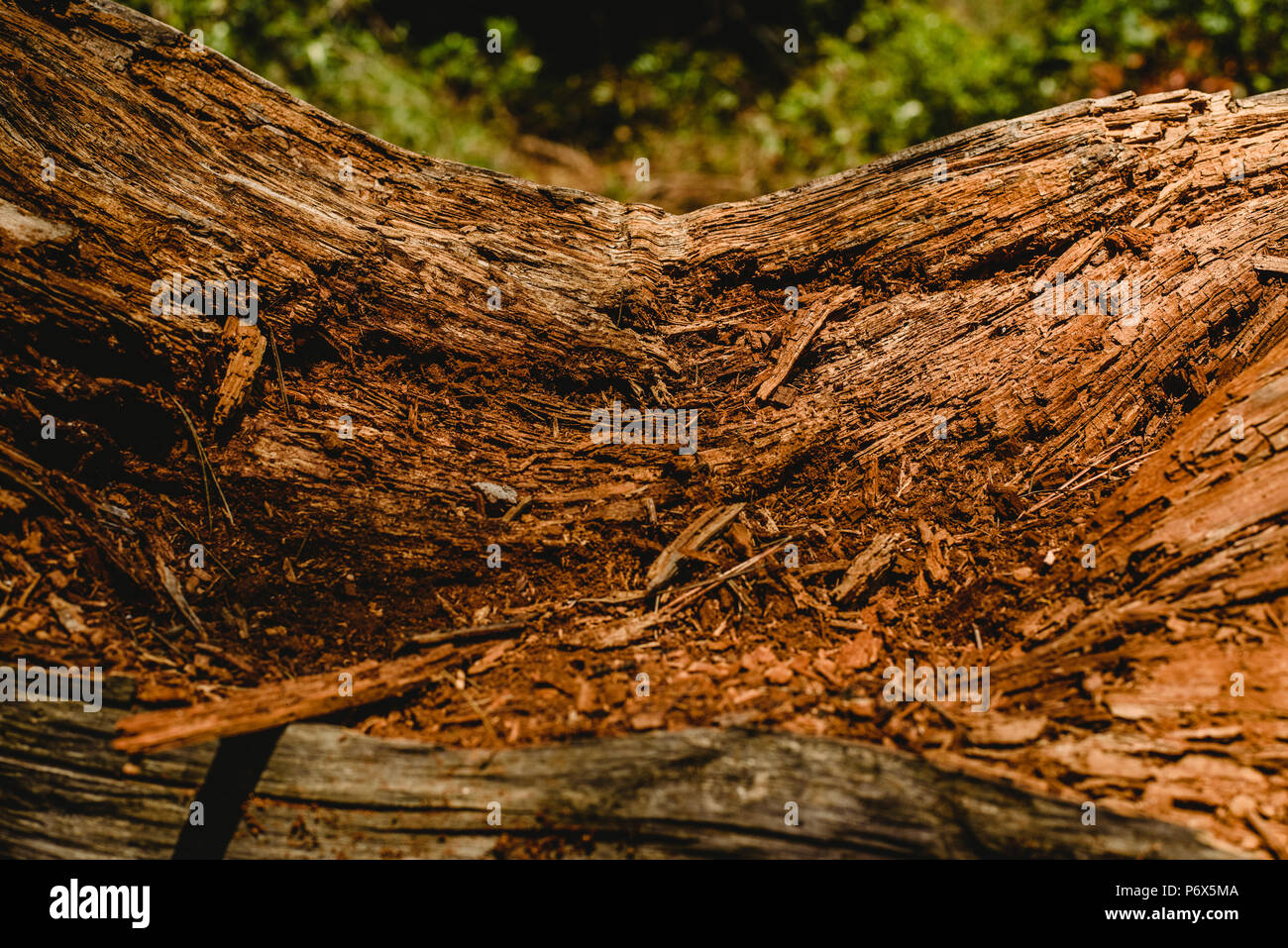 Textures of old and aged wood and tree trunks Stock Photo - Alamy