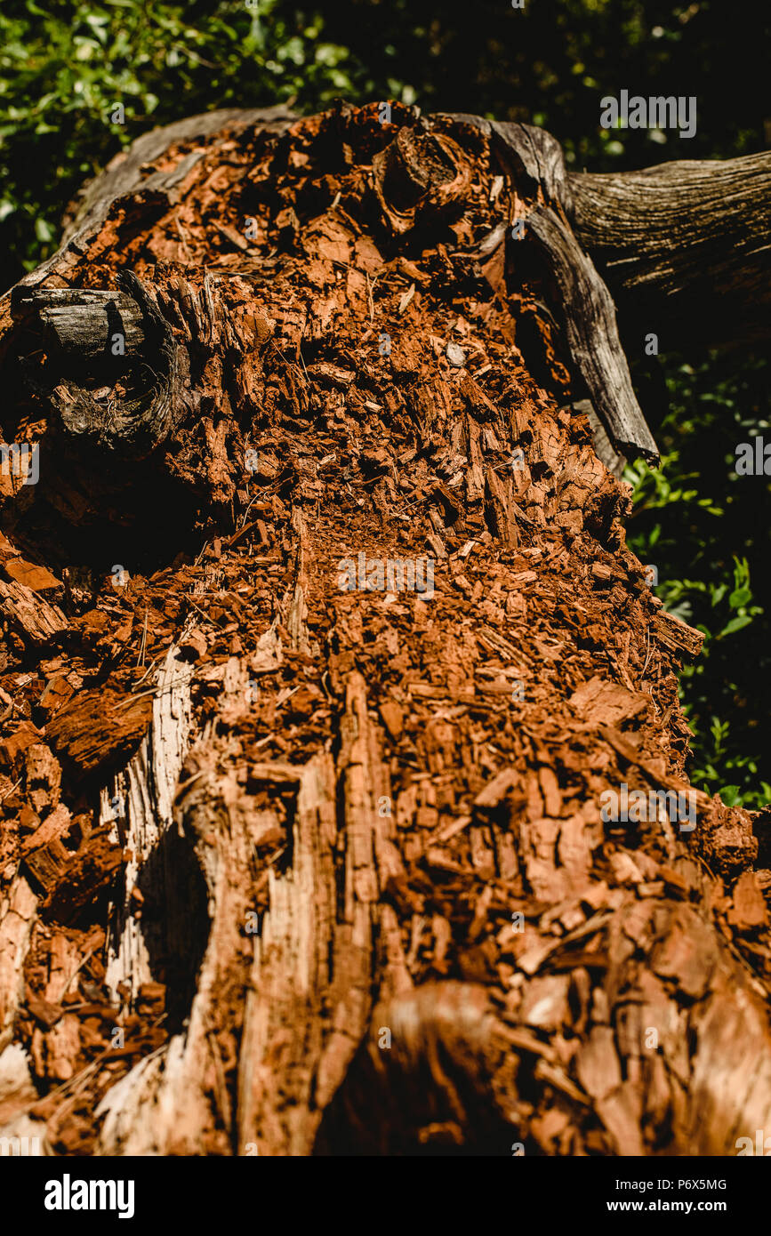 Textures of old and aged wood and tree trunks Stock Photo - Alamy