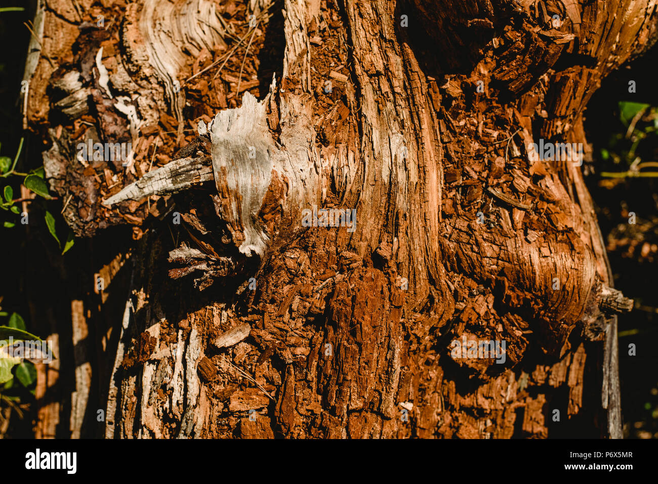 Textures of old and aged wood and tree trunks Stock Photo - Alamy