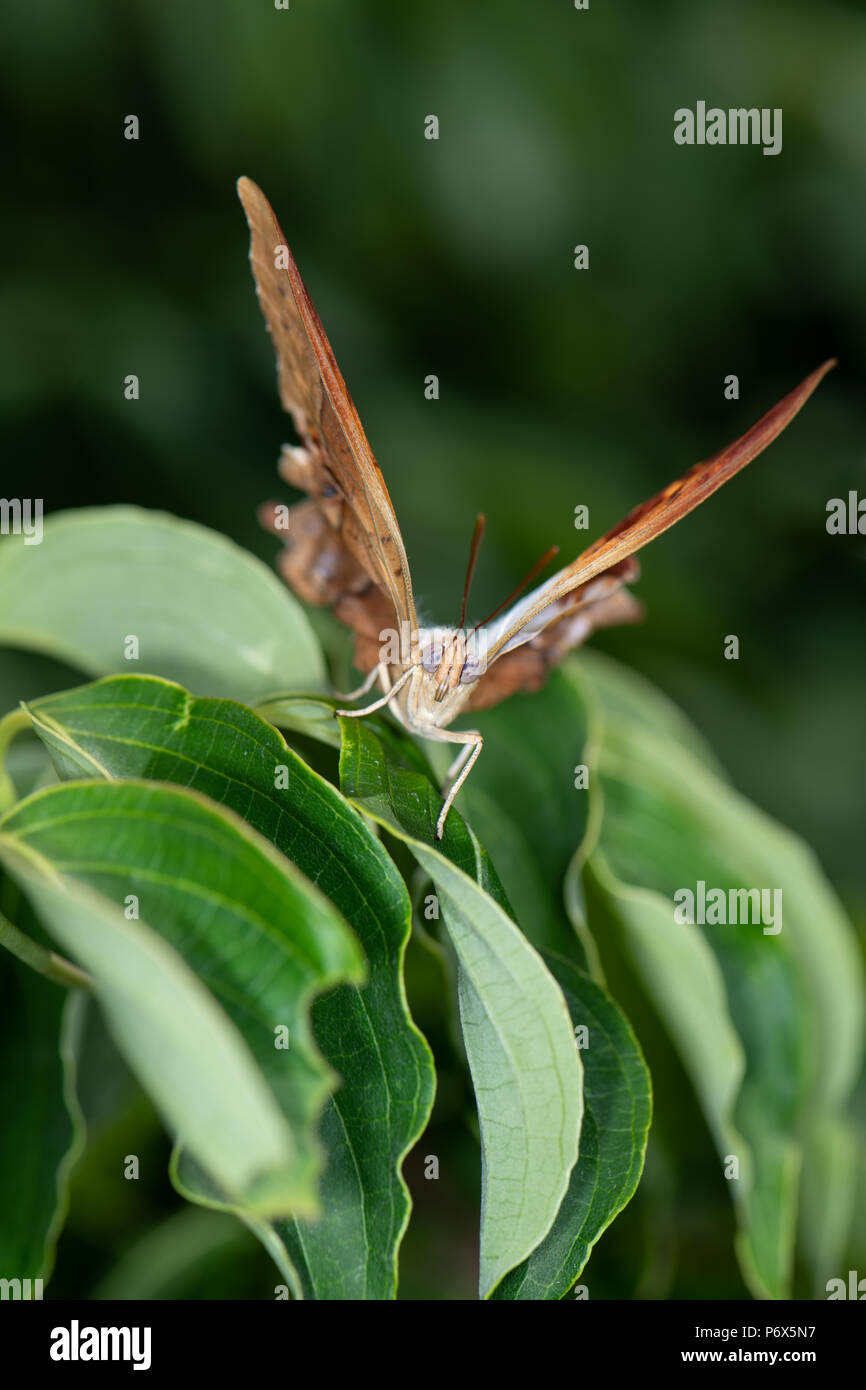 Birds and insects Stock Photo - Alamy