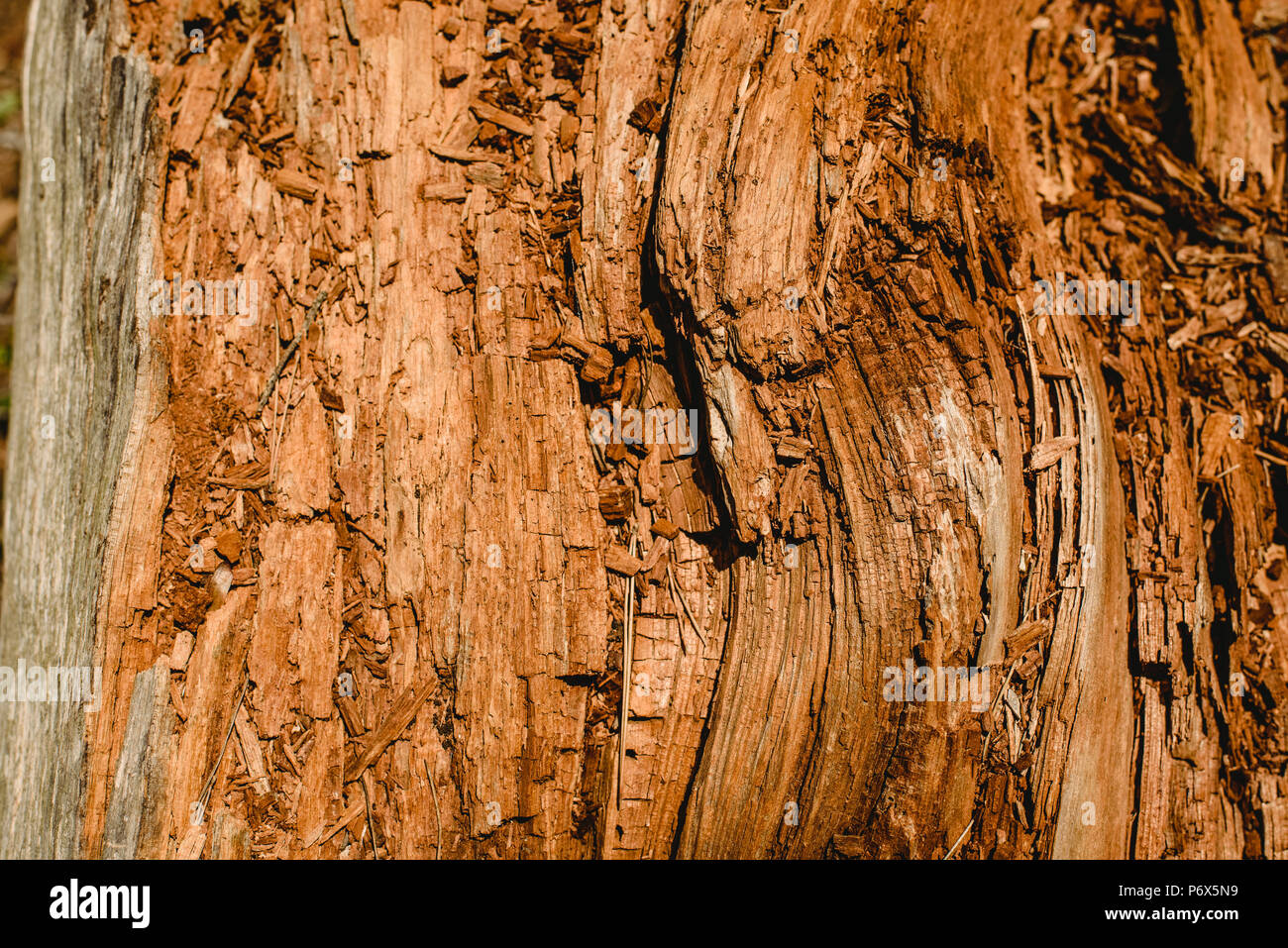 Textures of old and aged wood and tree trunks Stock Photo - Alamy