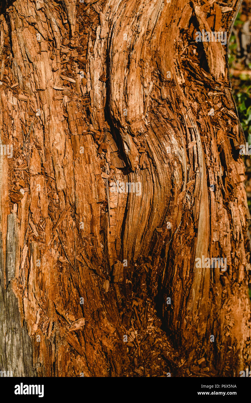 Textures of old and aged wood and tree trunks Stock Photo - Alamy