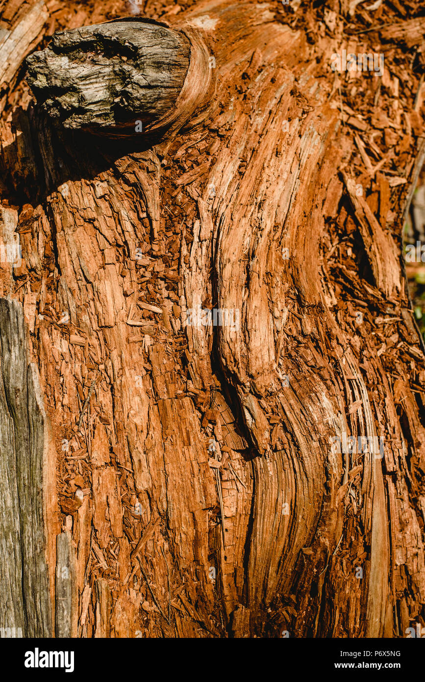 Textures of old and aged wood and tree trunks Stock Photo - Alamy