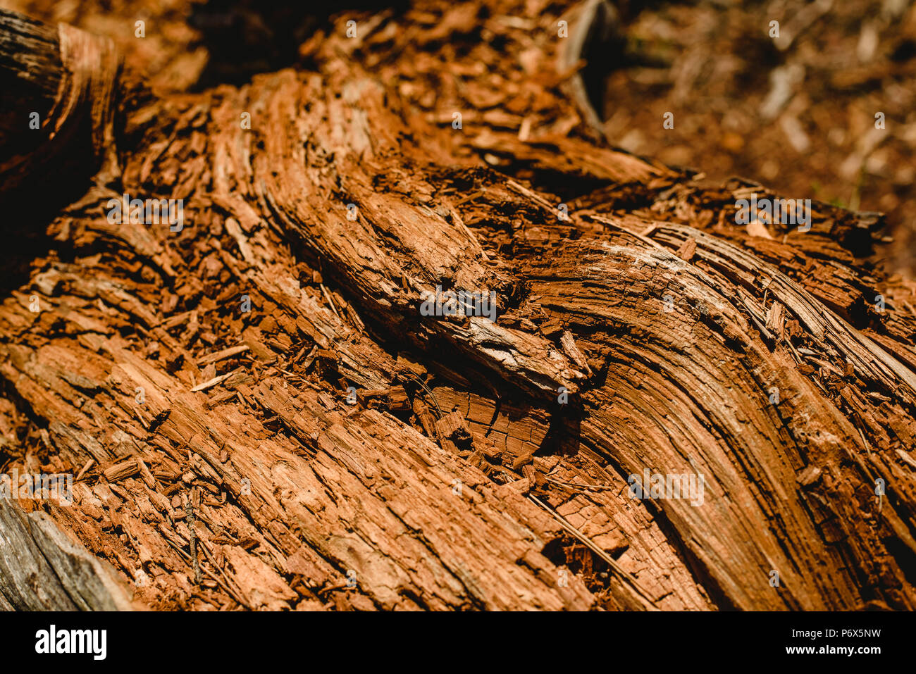 Textures of old and aged wood and tree trunks Stock Photo - Alamy