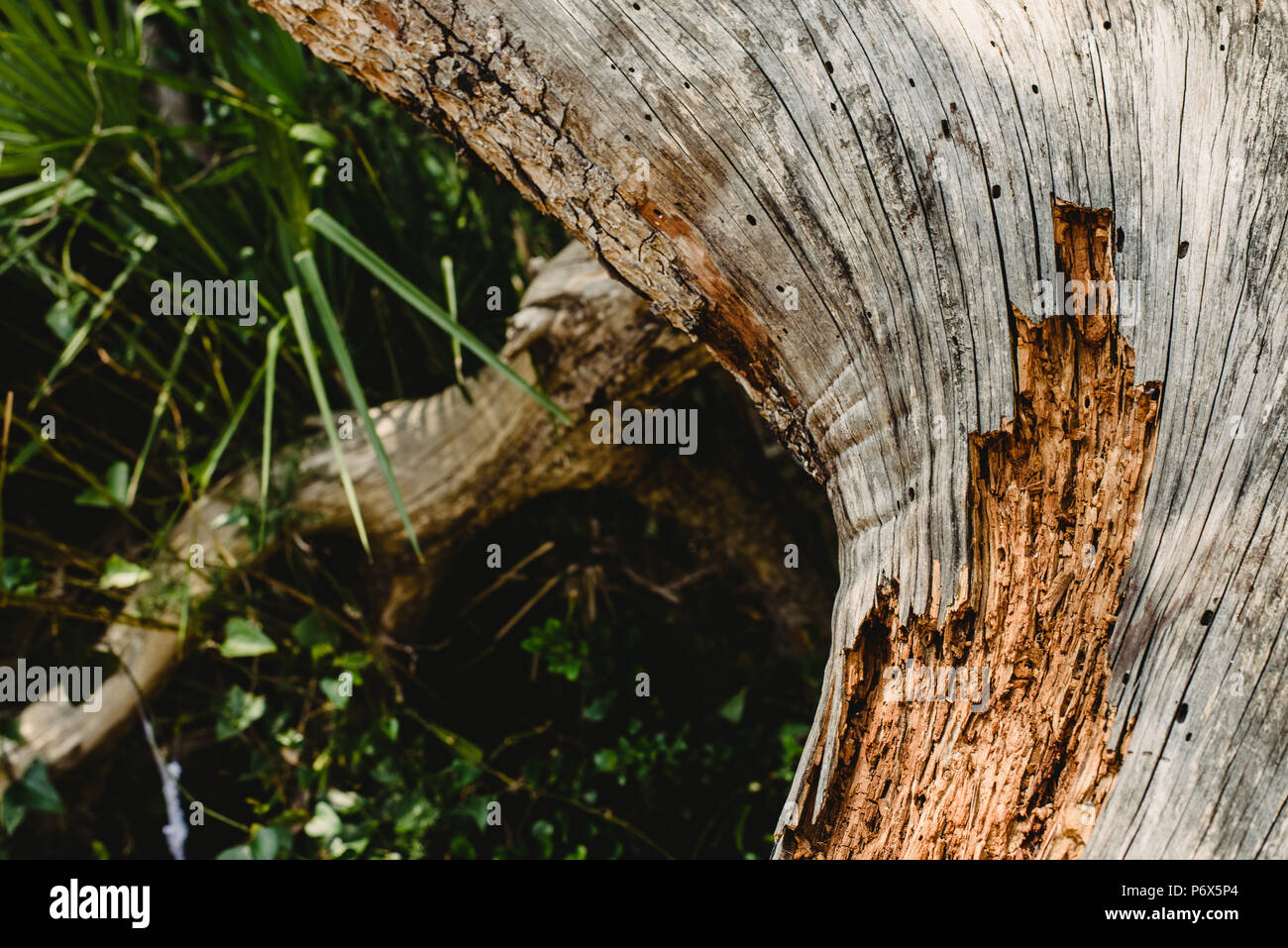 Textures of old and aged wood and tree trunks Stock Photo - Alamy