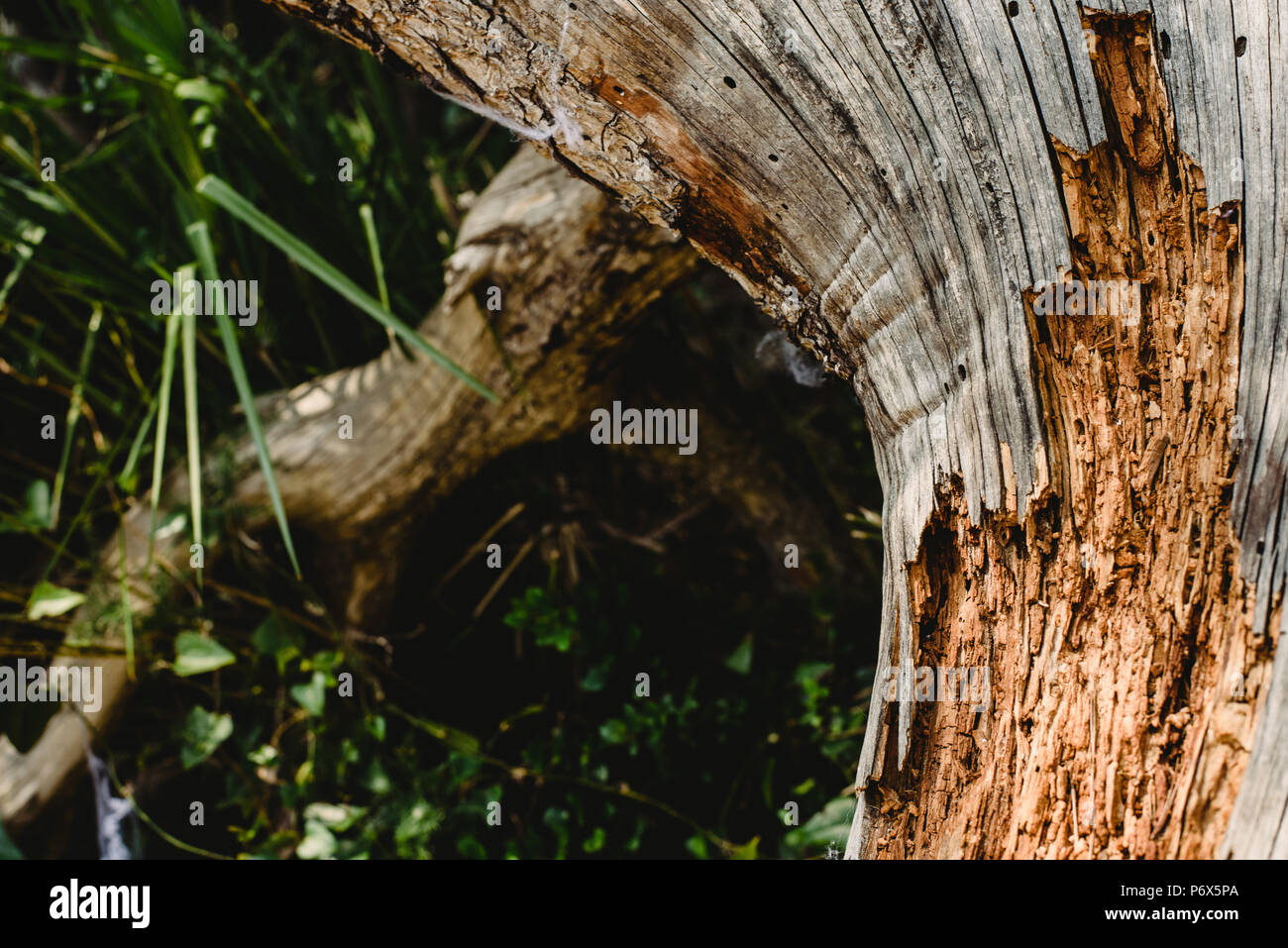 Textures of old and aged wood and tree trunks Stock Photo - Alamy
