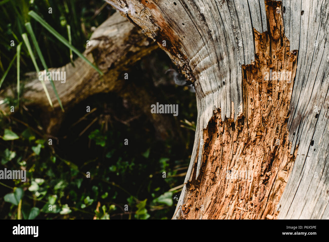 Textures of old and aged wood and tree trunks Stock Photo - Alamy