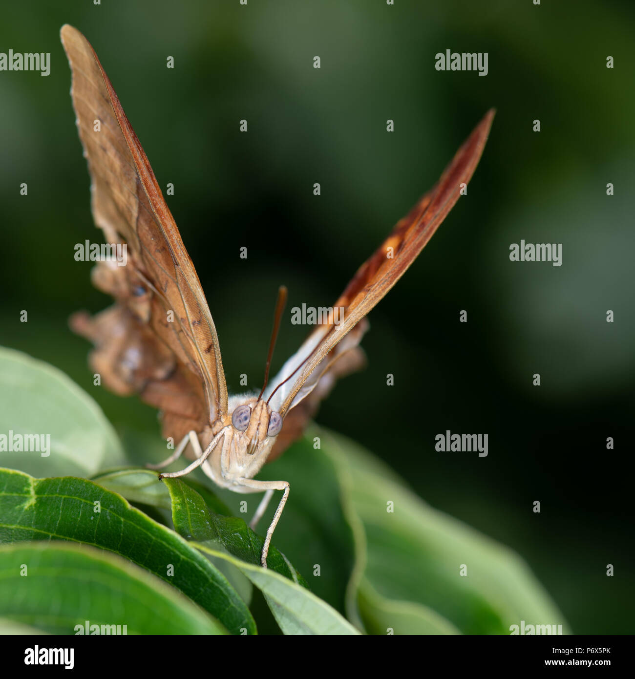Birds and insects Stock Photo - Alamy