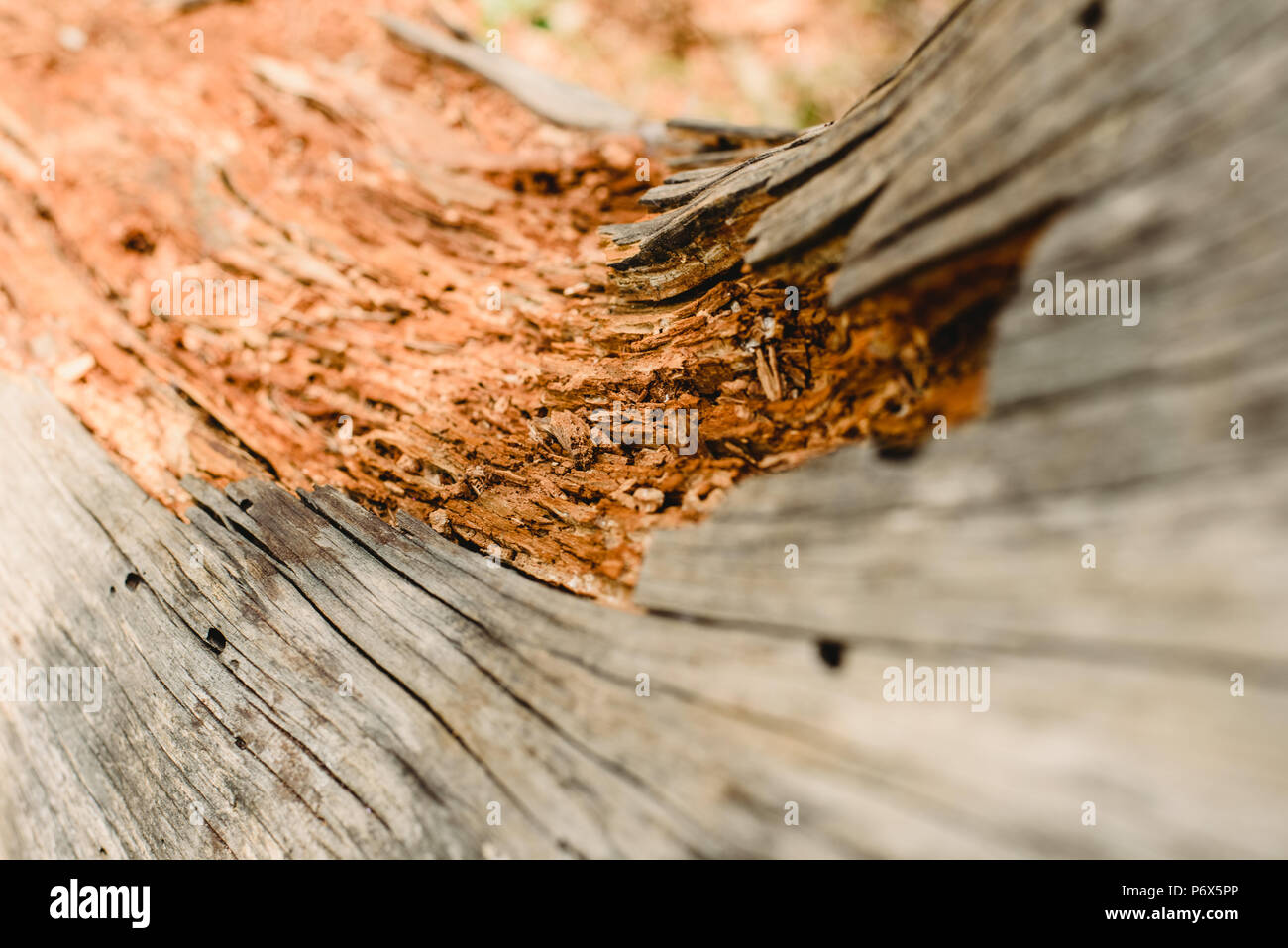 Textures of old and aged wood and tree trunks Stock Photo - Alamy