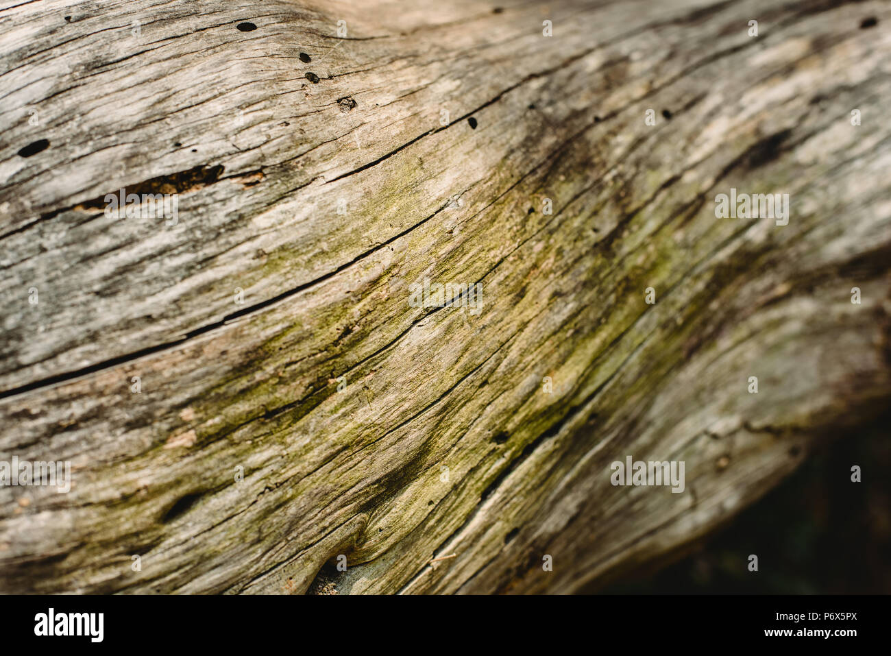 Textures of old and aged wood and tree trunks Stock Photo - Alamy
