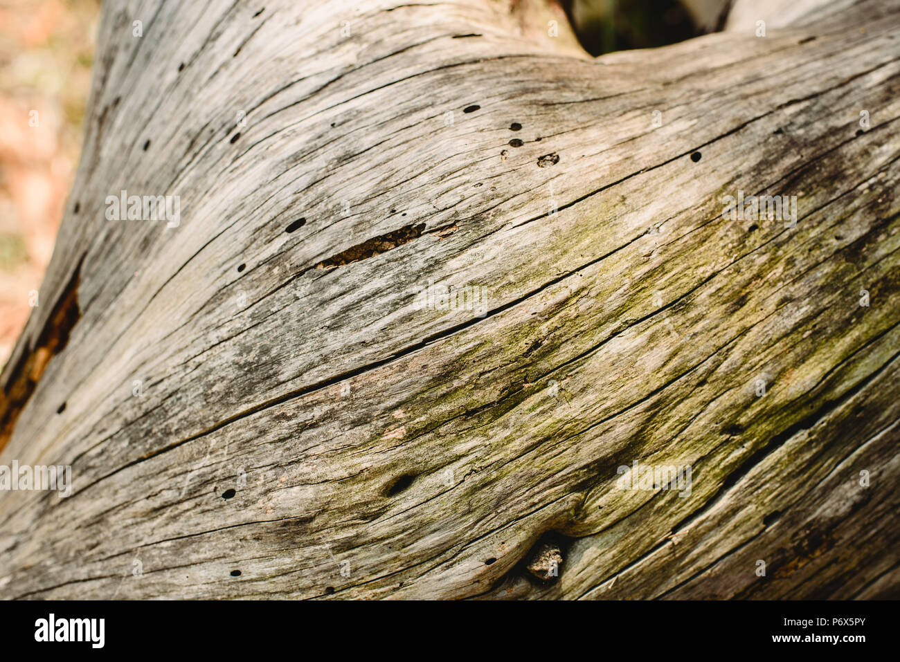 Textures of old and aged wood and tree trunks Stock Photo - Alamy