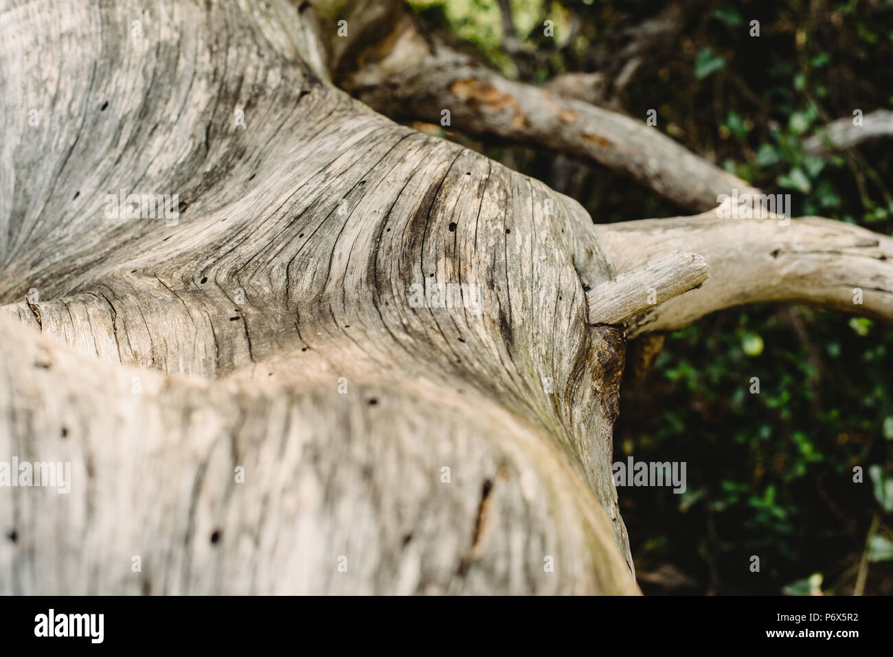 Textures of old and aged wood and tree trunks Stock Photo - Alamy