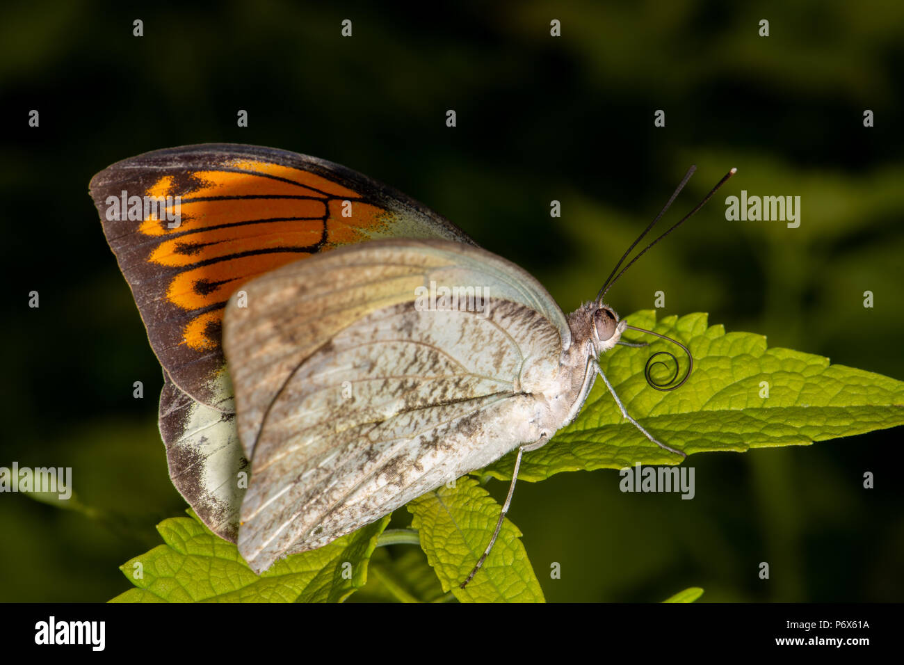 Birds and insects Stock Photo - Alamy
