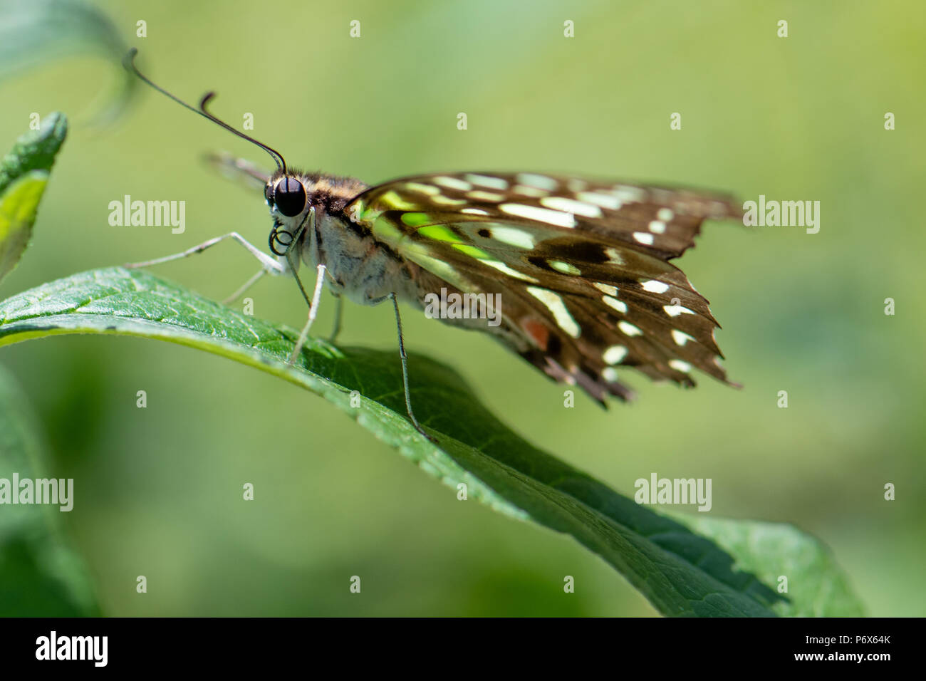 Birds and insects Stock Photo - Alamy