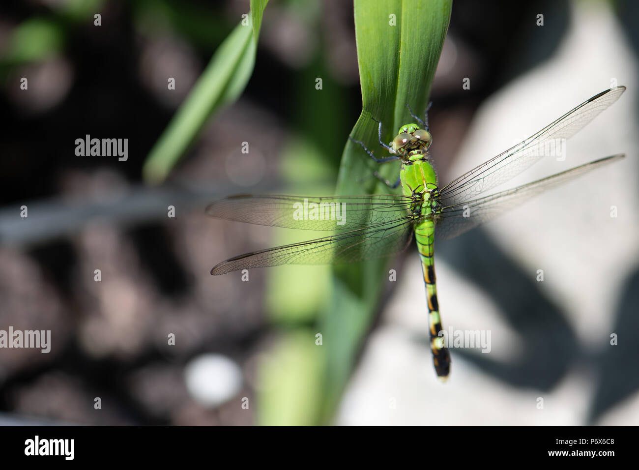 Birds and insects Stock Photo - Alamy