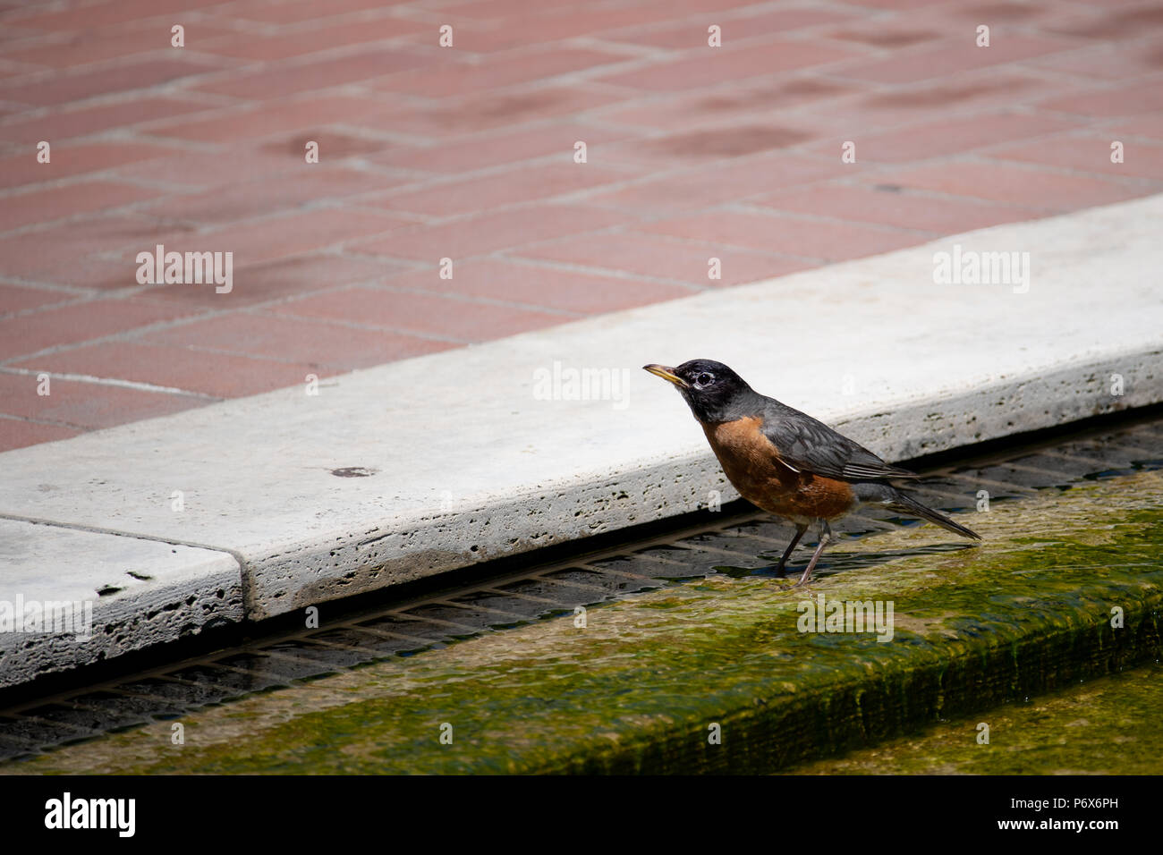Birds and insects Stock Photo - Alamy