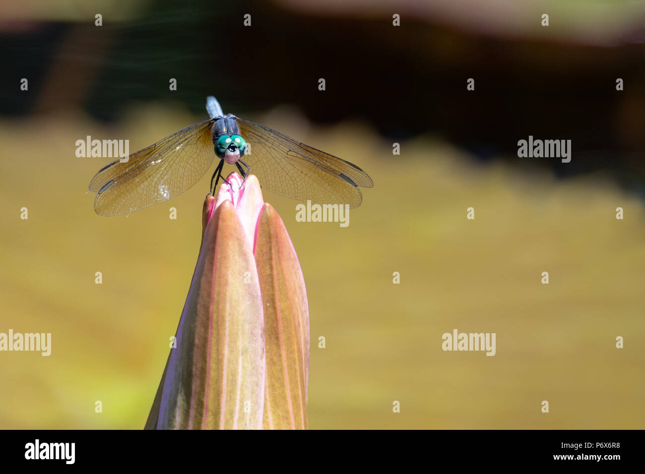 Birds and insects Stock Photo - Alamy