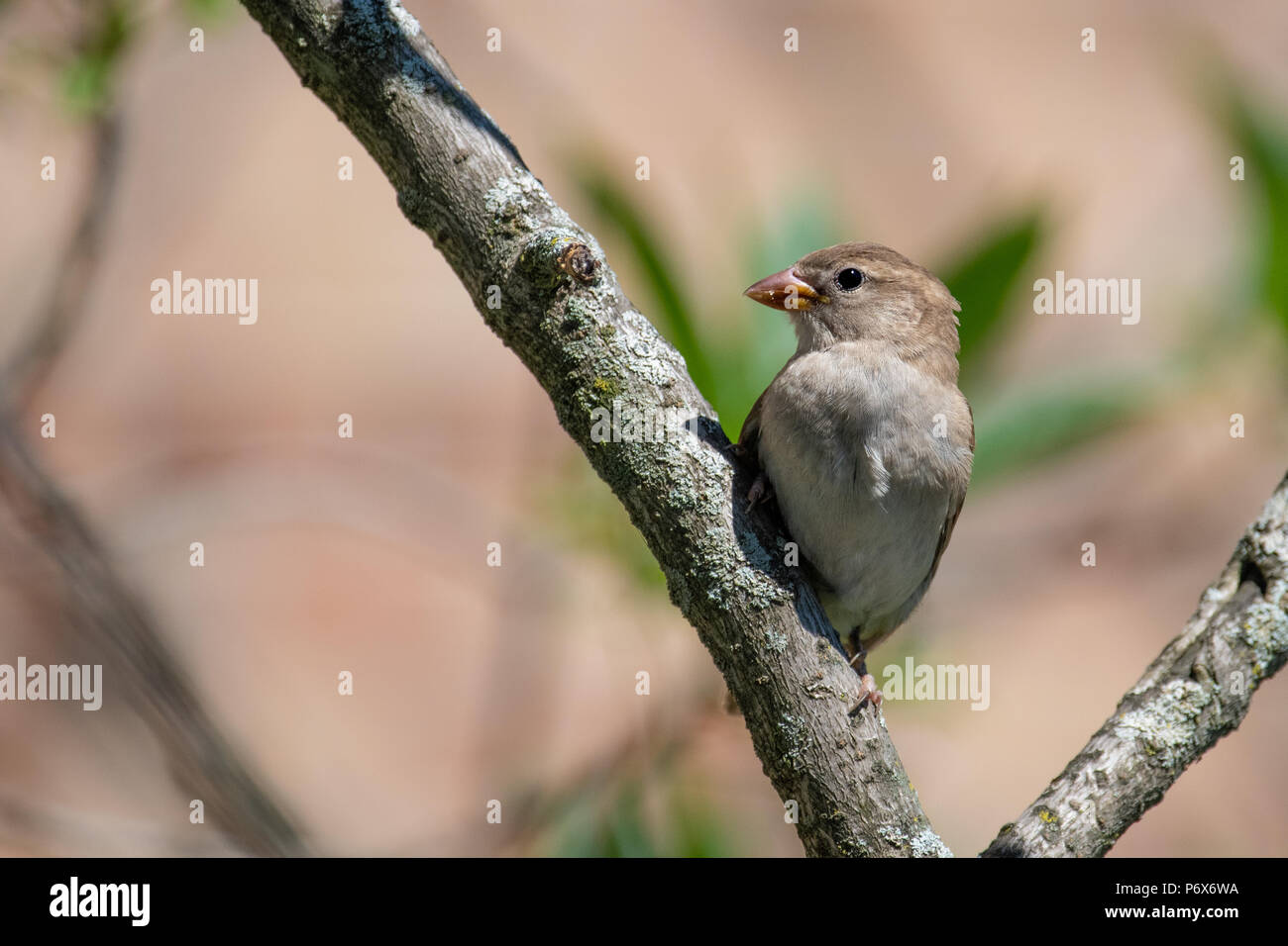 Birds and insects Stock Photo - Alamy