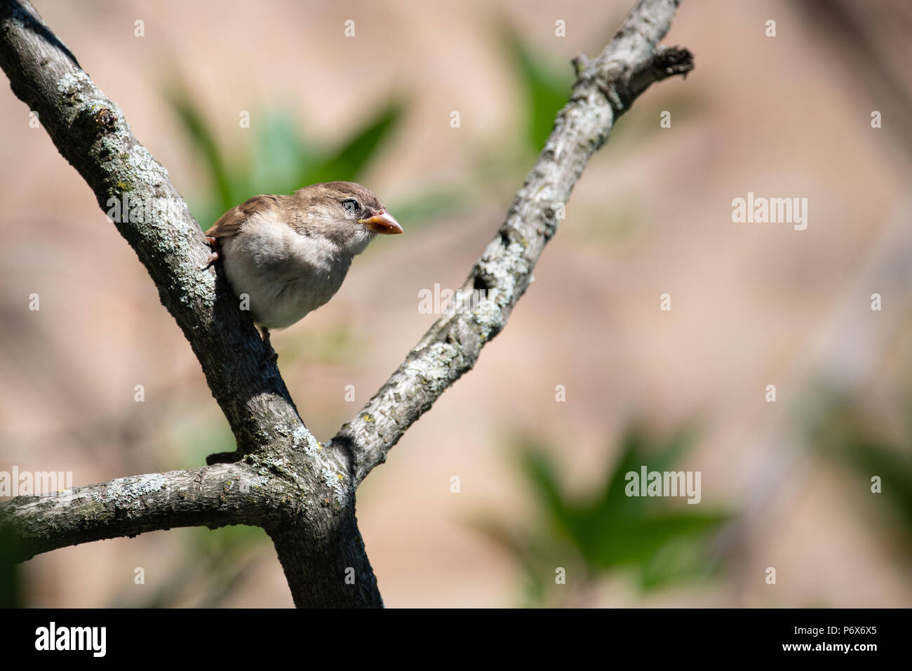 Birds and insects Stock Photo - Alamy