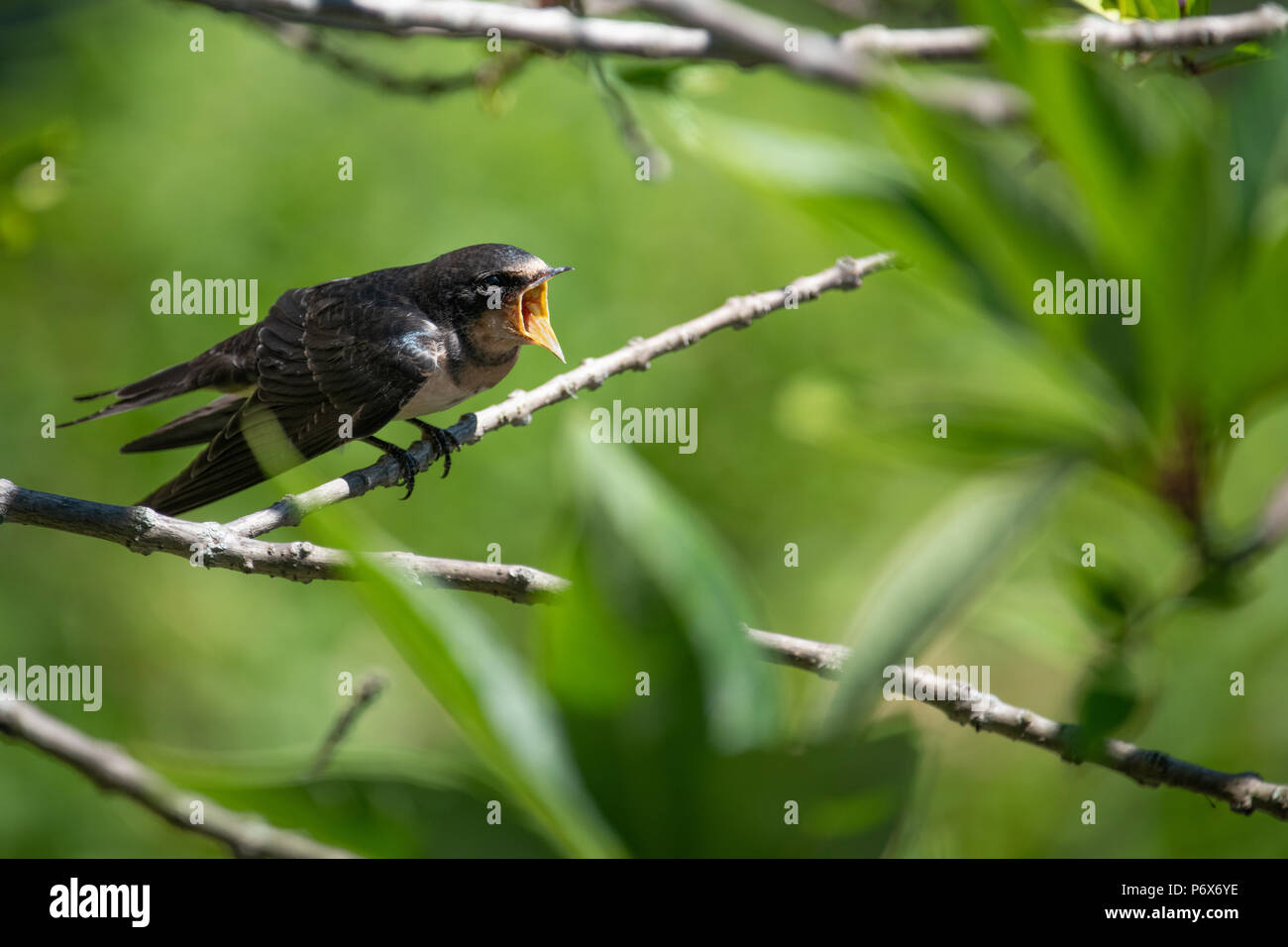 Birds and insects Stock Photo - Alamy