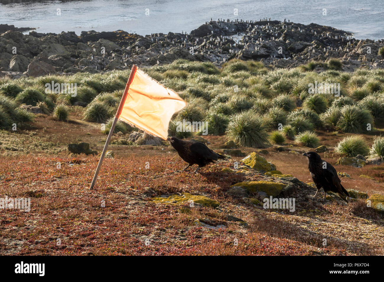 Falkland island flag hi-res stock photography and images - Alamy