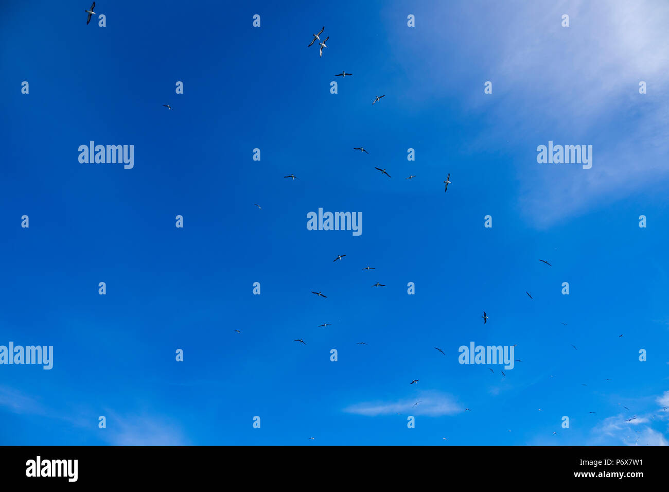 A flock of black-browed albatross flying near the colony at Steeple ...