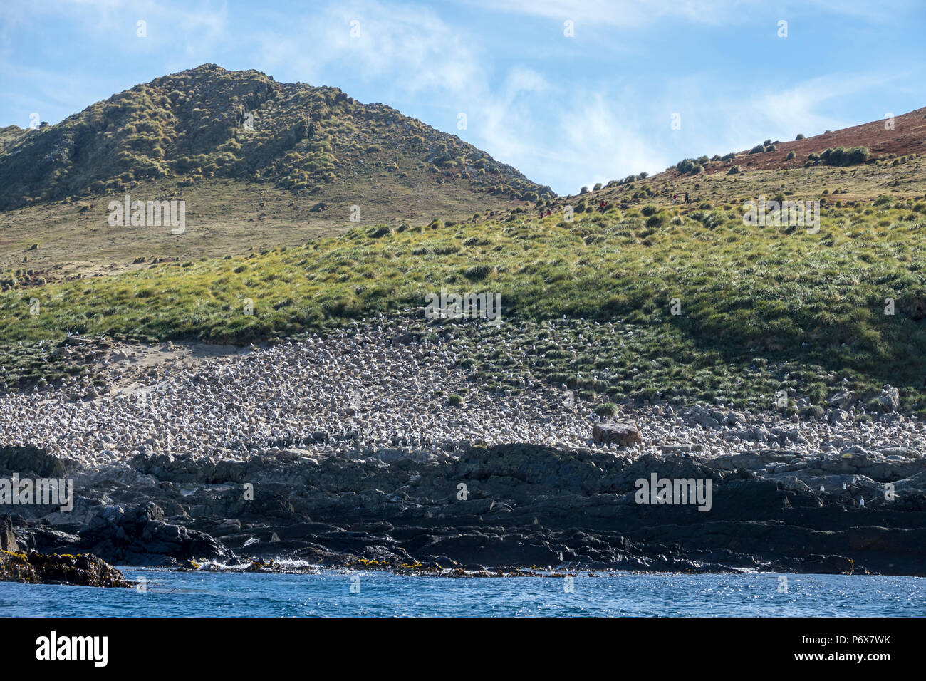 View of the massive black-browed albatross colony at Steeple Jason ...