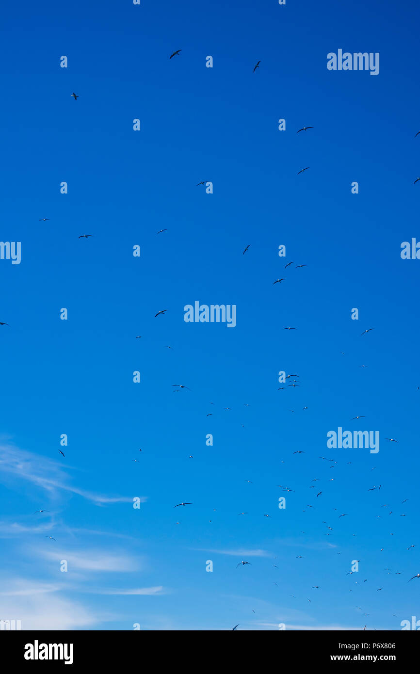 A flock of black-browed albatross flying near the colony at Steeple ...