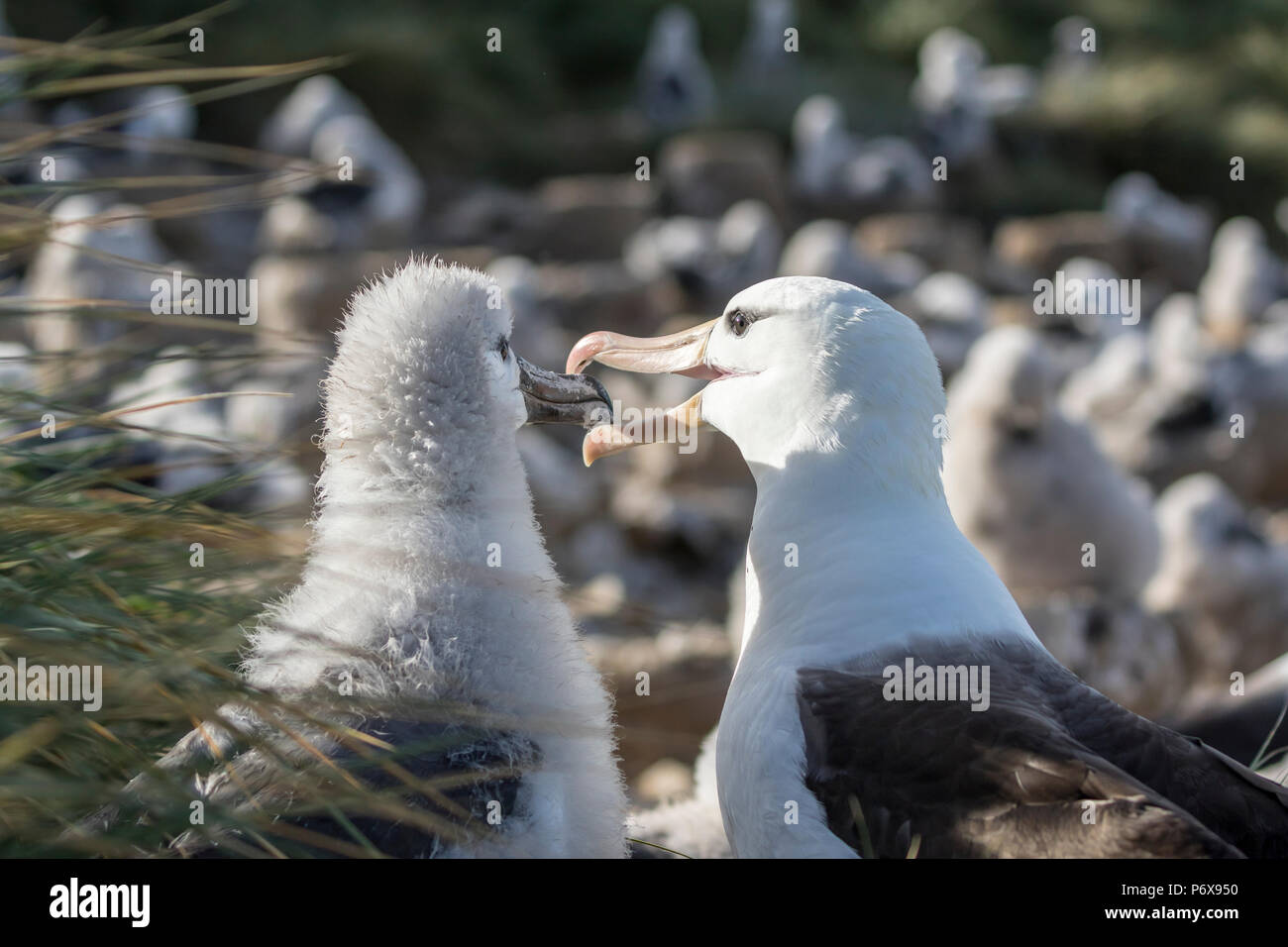 Adult black-browed albatross regurgitating food to feed large fluffy ...