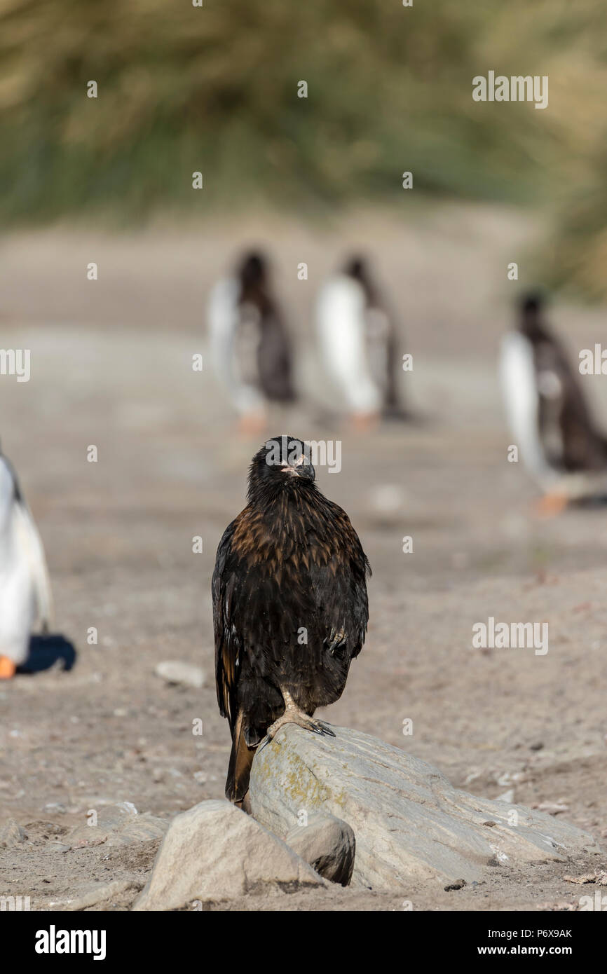 Johnny grave west hi-res stock photography and images - Alamy
