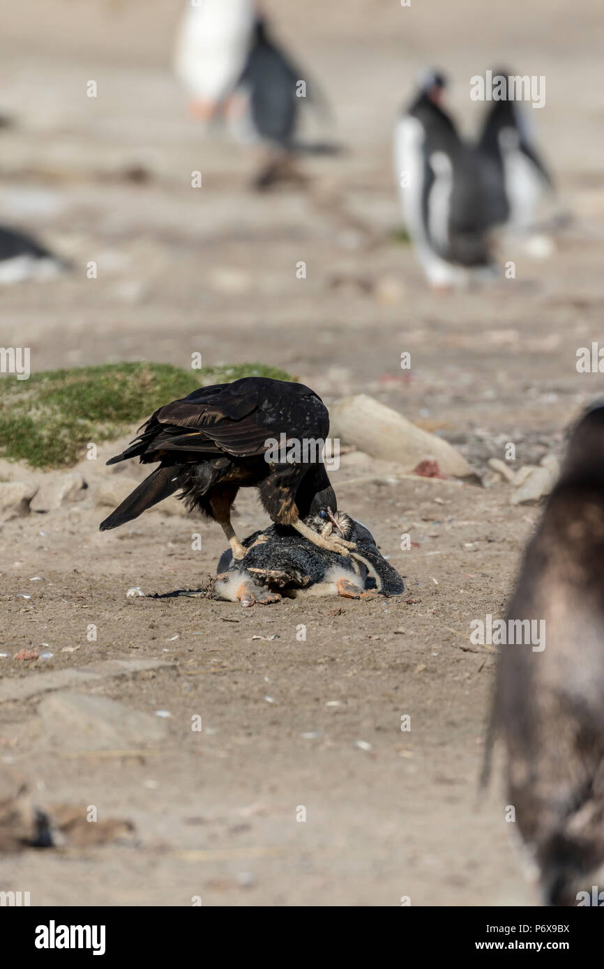 Johnny grave west hi-res stock photography and images - Alamy