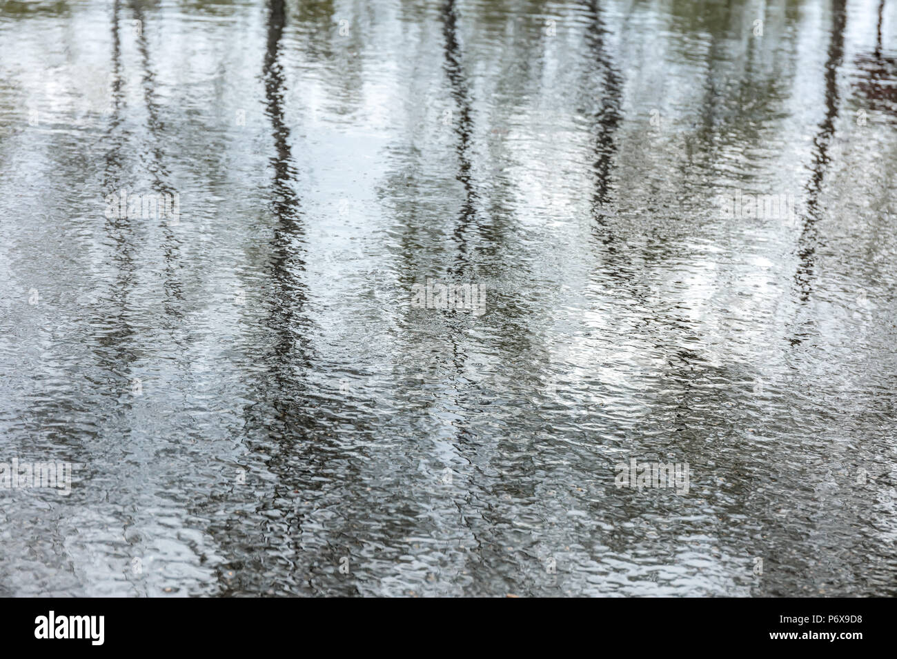 trees reflecting in water puddle in the street during rain Stock Photo ...