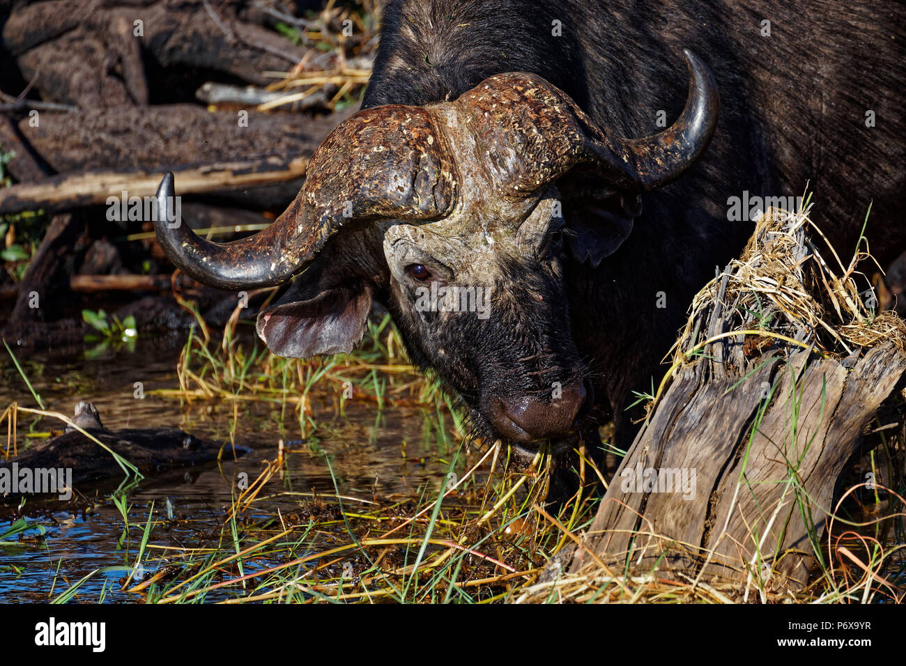 African Buffalo grazing in Chobe National Park, Botswana Stock Photo ...