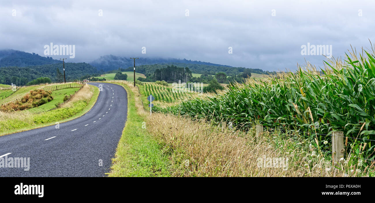 Maize fields hi-res stock photography and images - Alamy