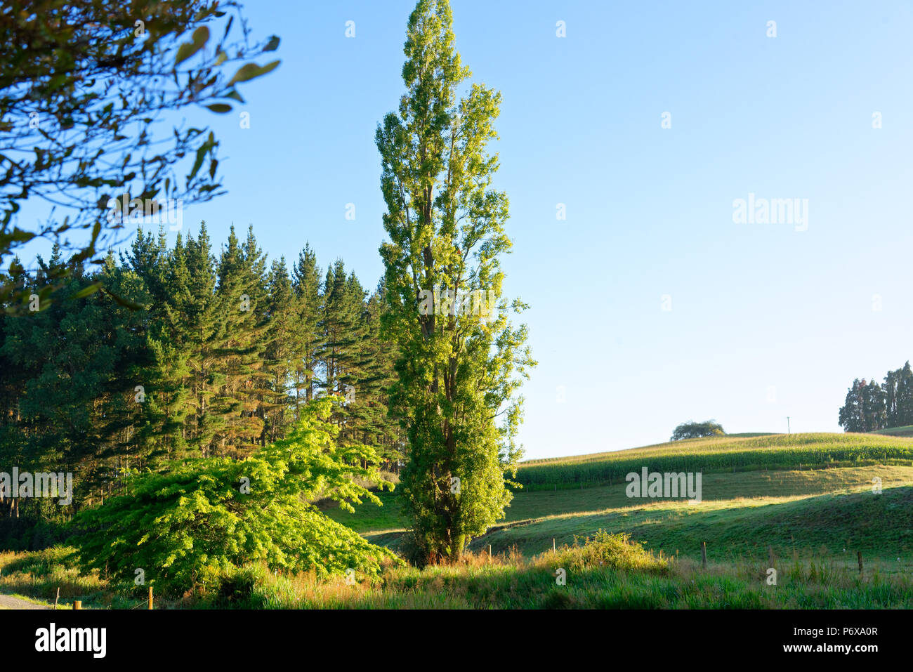 New zealand blue spring putaruru hi-res stock photography and images ...