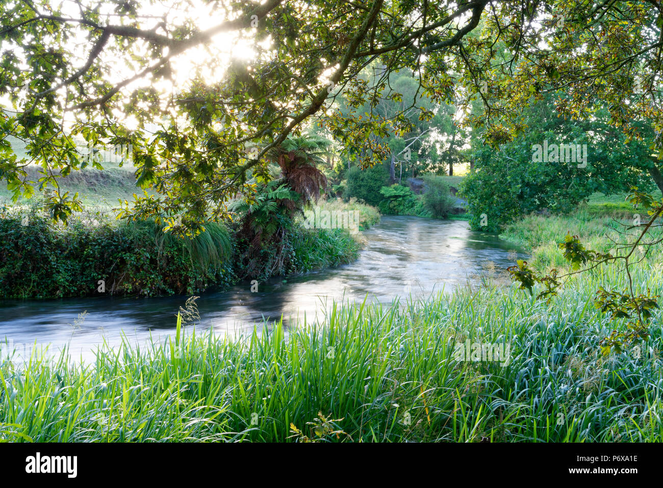 River along the Te Waihou Blue Springs walkway in South Waikato Stock ...