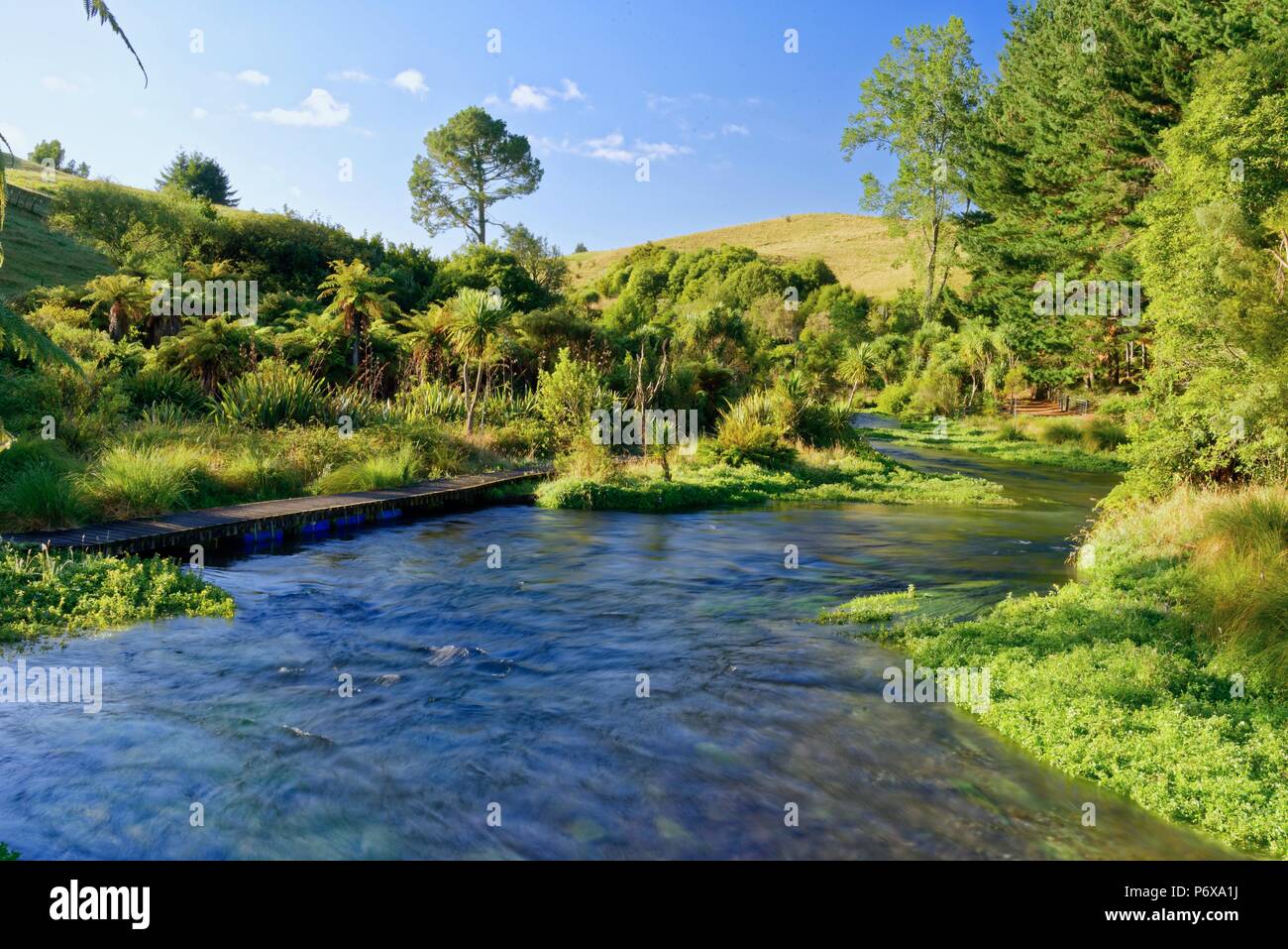 River along the Te Waihou Blue Springs walkway in South Waikato Stock ...