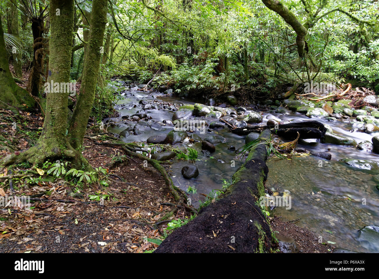 River through the forest in Mt Pirongia, Waikato, New Zealand Stock ...