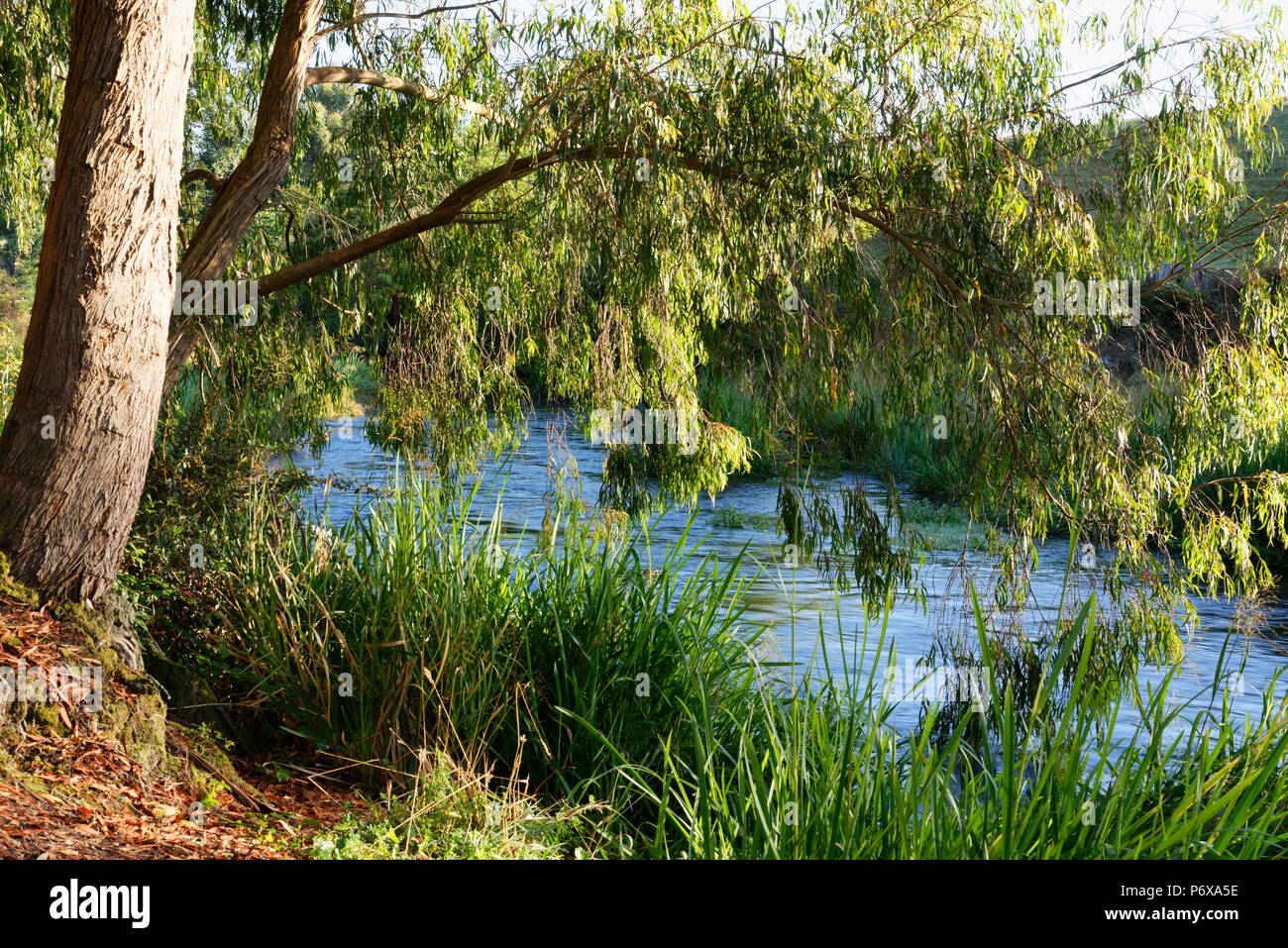 New zealand blue spring putaruru hi-res stock photography and images ...