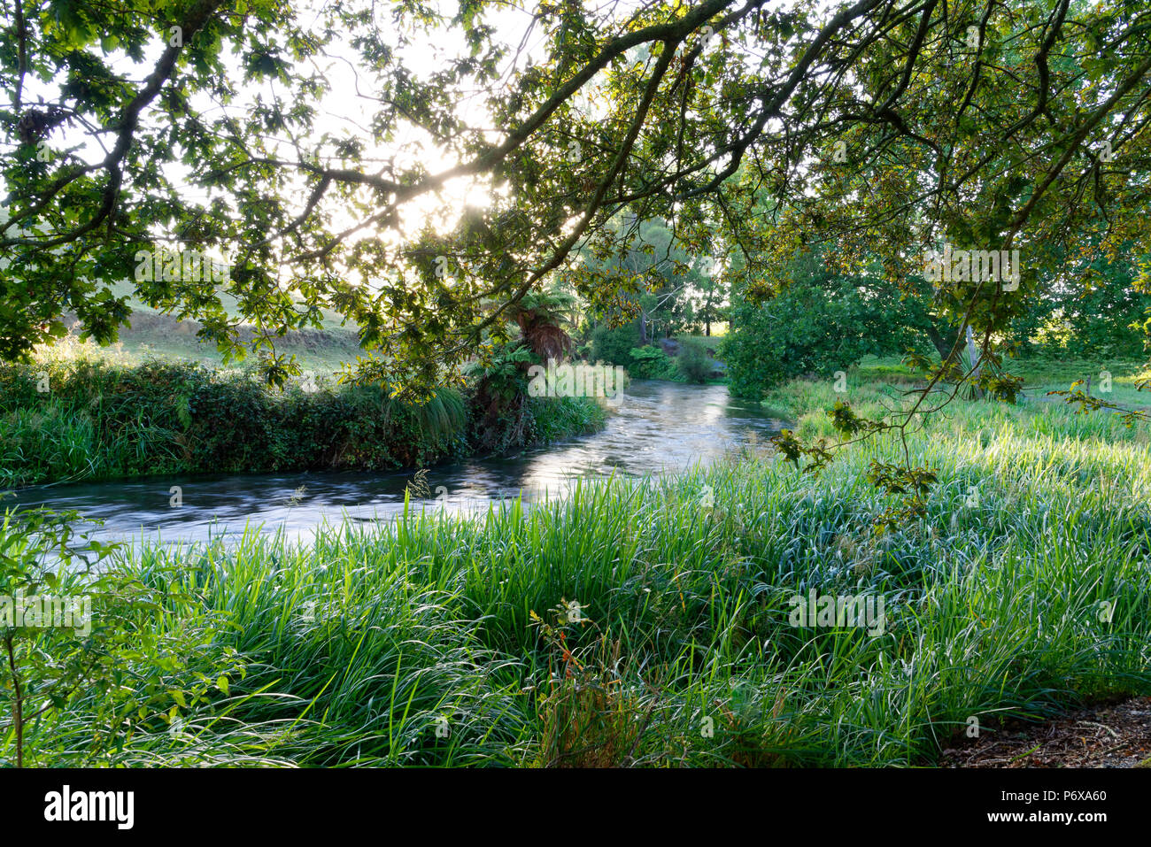 River along the Te Waihou Blue Springs walkway in South Waikato Stock ...