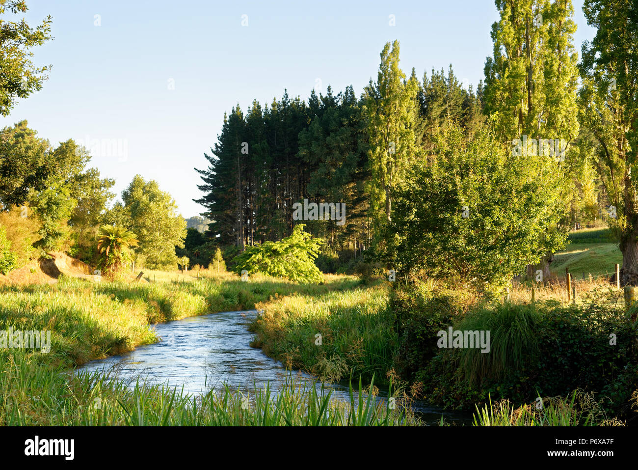 River along the Te Waihou Blue Springs walkway in South Waikato Stock ...