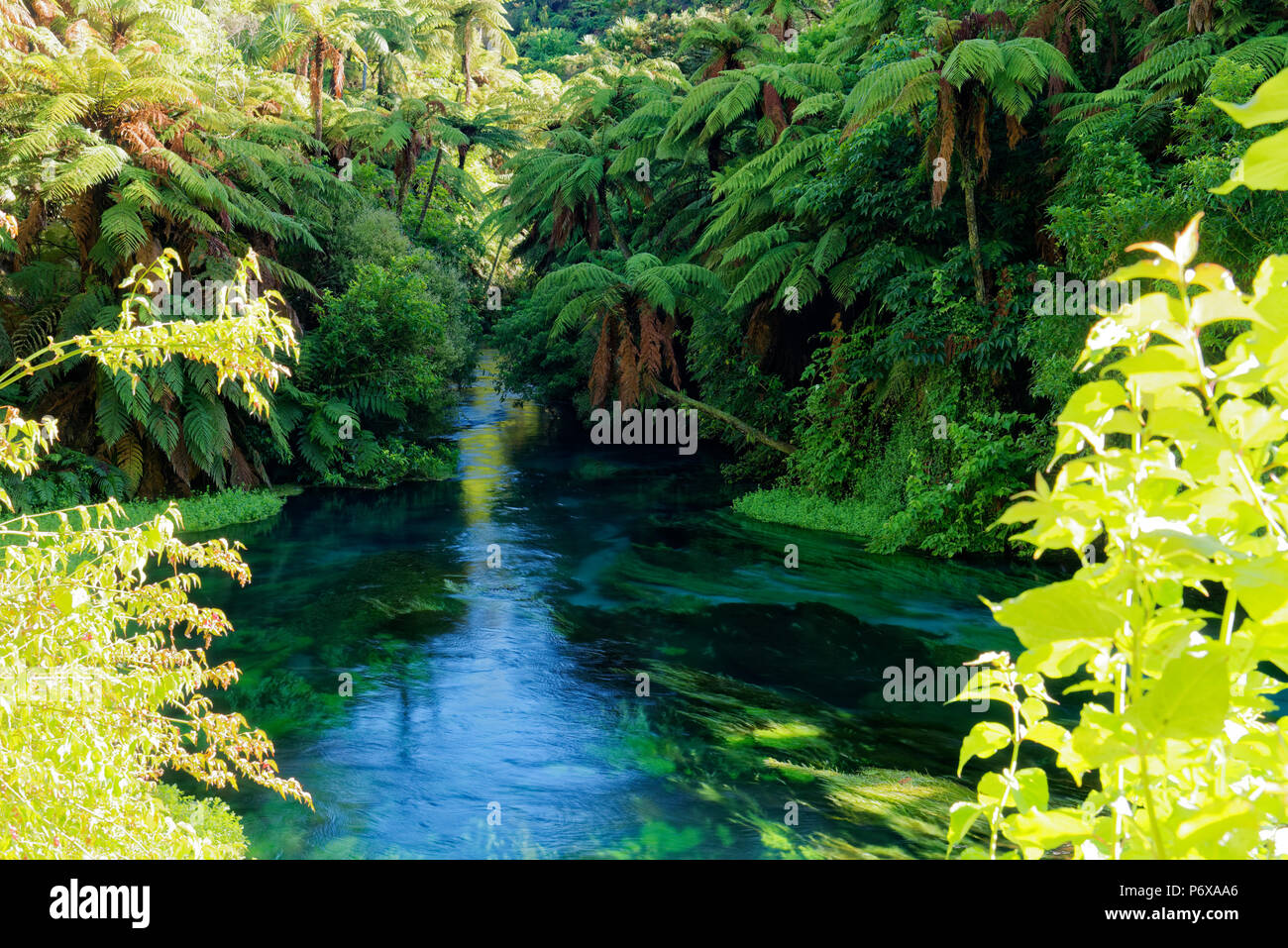 River surrounded in lush green scenery in Waikato, New Zealand Stock ...