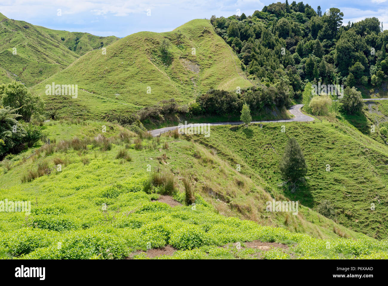 Forgotten world highway new zealand hi-res stock photography and images ...