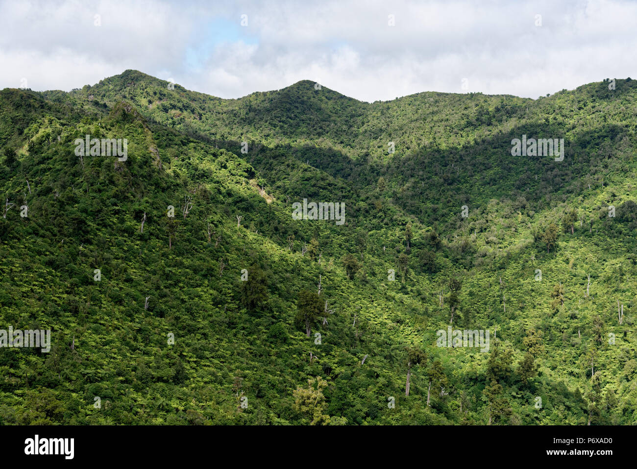 Vista of Mt Pirongia in New Zealand from near the summit Stock Photo ...