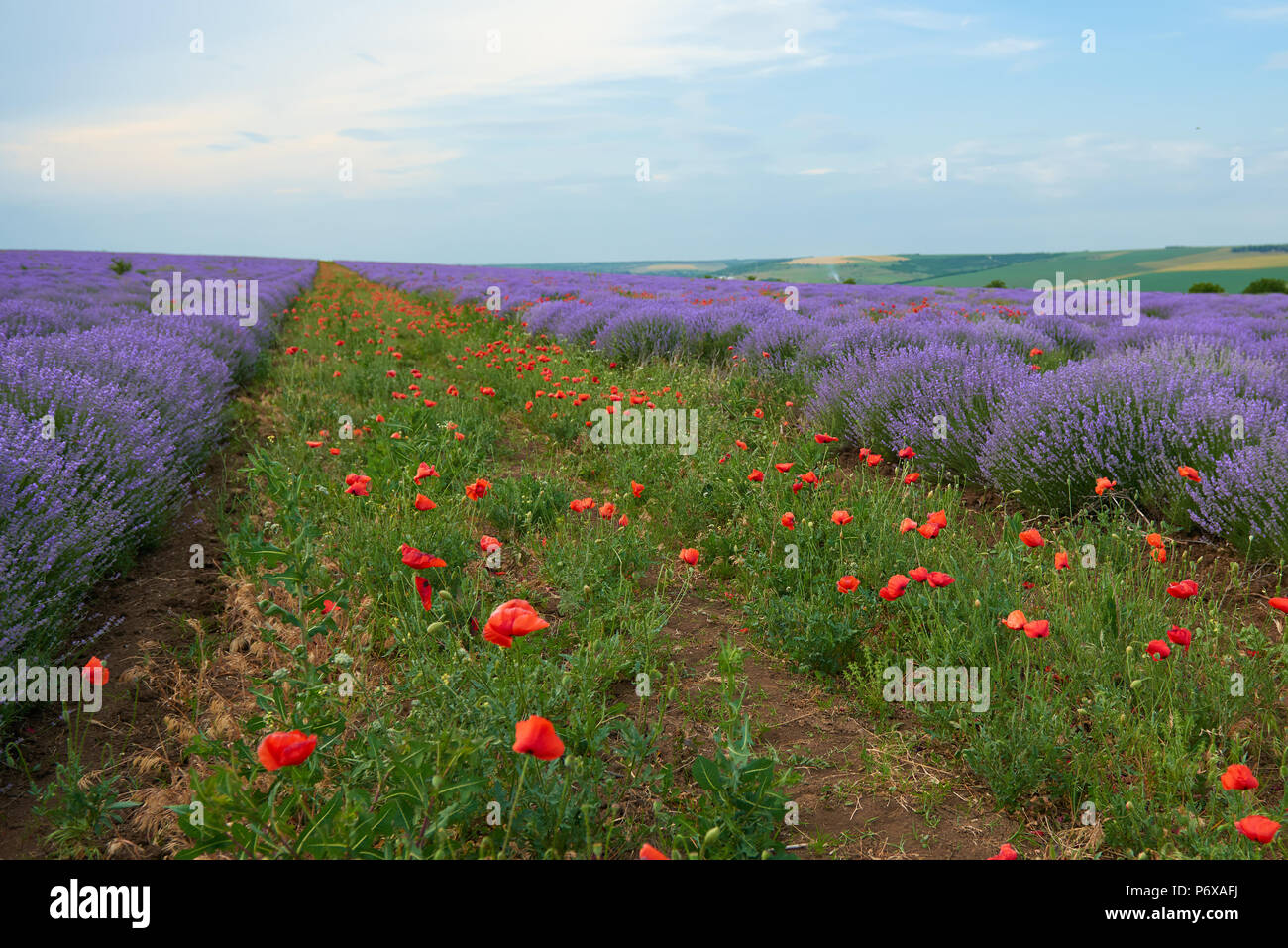 lavender field with poppy flowers, beautiful summer landscape Stock ...