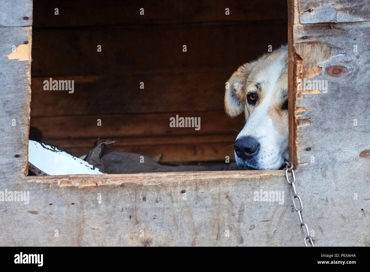 Dog on a chain in the booth. Sad dog eyes. The concept of loneliness ...